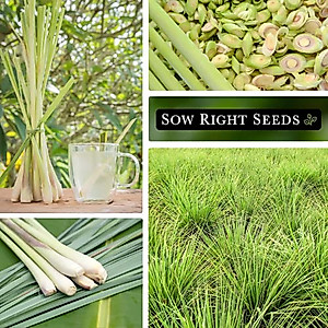 Sow Right Seeds - Lemon Grass Seed for Planting - Non-GMO Heirloom Seeds - Full Instructions for Easy Planting and Growing an Herb Garden, Indoor or Outdoors; Great Gardening Gift (2)