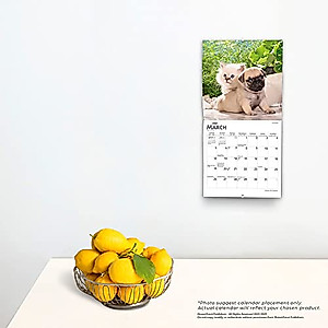 Kittens & Puppies | 2023 7 x 14 Inch Monthly Mini Wall Calendar | BrownTrout | Animals Cute Dogs Cats