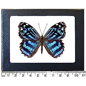 BicBugs Myscelia ethusa Blue Purple Butterfly Costa Rica Framed