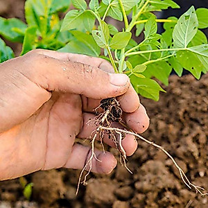 Amble Weeder Hand Puller Tool for Garden Caring to Remove Dandelions Thistles and Weeds