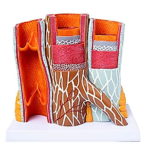 Removerable Teaching Model Human Blood Vessels Model 14 X Enlarged Anatomy Model Arteriovenous Cardiovascular Model Medical Teaching Anatomy