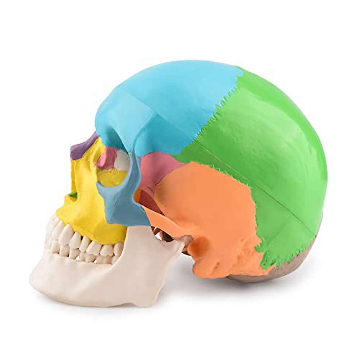 Colored Human Skull Model, Life-Size Painted Human Skull Head Bone for Medical Student Human Anatomy Study Course