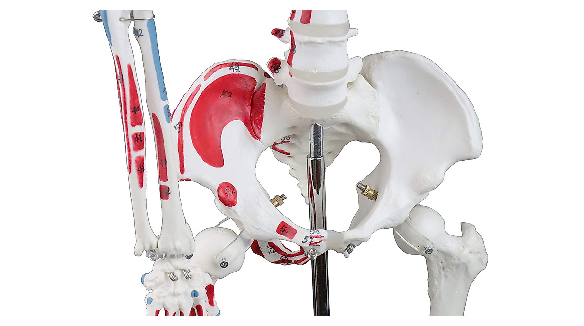 Parco Scientific Human Skeleton Model with Muscles - 33" Educational Tool