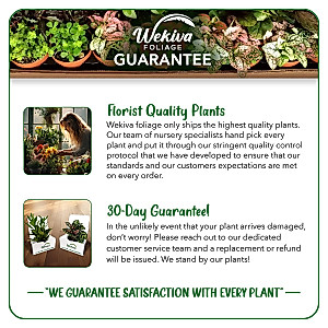 Edgar's Baby Dragon Fruit Tree - 4 Live Starter Plants - Hylocereous Undatus - Edible Tropical Fruit Plant from Florida