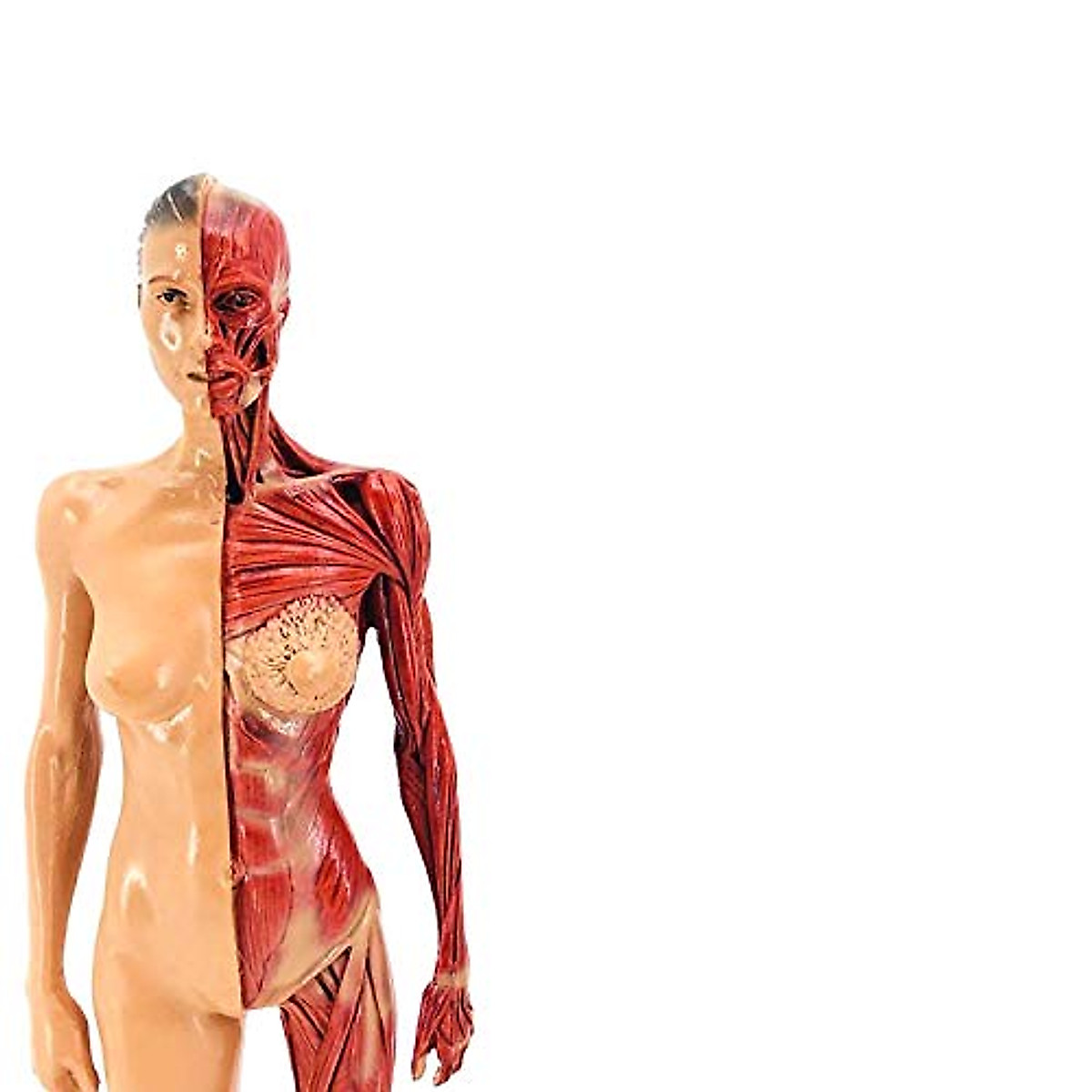 Human Body Musculoskeletal Anatomical Model for Study and Teaching (30CM1)