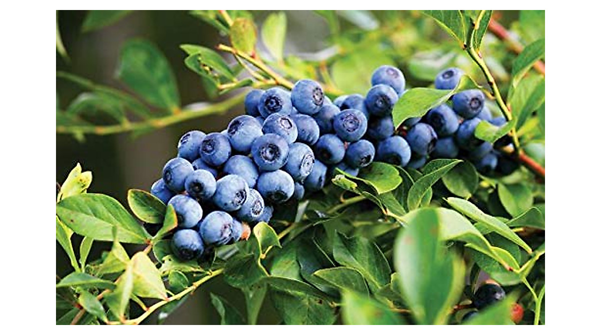 Southern Blueberry Seeds - Organic Blueberries for Home Garden