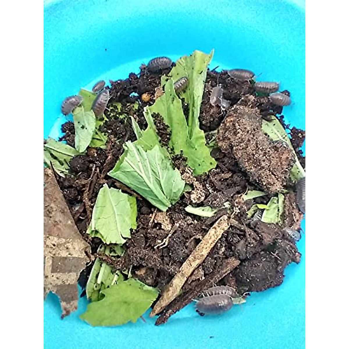 Universal Specialties Bulk Roly Polys Lot of 25 Rolie Polie Live Isopods Little Pet Animal Pill Bugs