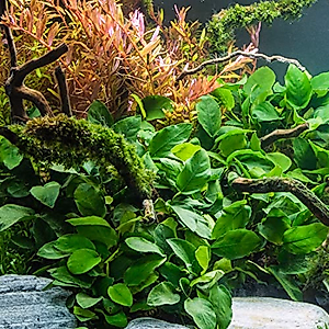 Marcus Fish Tanks - Anubias Barteri Pot Easy Live Aquarium Plants Buy 2 GET 1