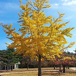 Bonsai Ginko Biloba Tree Seeds to Plant - 5 Seeds - Edible Leaves Promote Memory and Vigor - Gingko Seeds