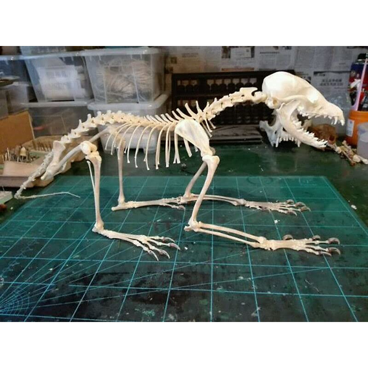 1Pcs Vulpes Vulpes Red Fox, Silver Fox, Cross Fox Skull Complete Animal Skeleton Specimen