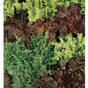 Burpee Gourmet Blend Lettuce Seeds 1100 seeds