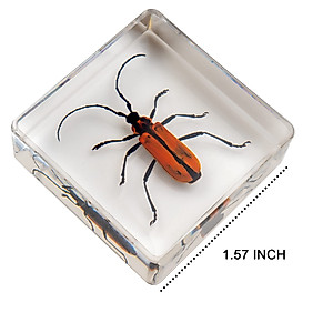 6 PCS Resin Insect Specimen Set, Millepede, Centipede, Dragonfly Larvae, Tea Seed Bug, Red Longhorn Beetle, Spiny Spider, Science Education Toy for Kids