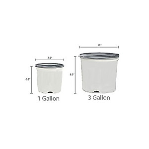 AMPLEX Confederate Jasmine Vine Live Plant, 3 gallon, Creeping Vine