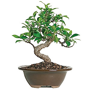 Brussel's Live Golden Gate Ficus Indoor Bonsai Tree - 4 Years Old; 5" to 8" Tall with Decorative Container