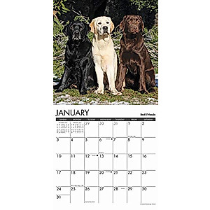 12 Uses for a Lab 2021 Wall Calendar (Dog Breed Calendar)