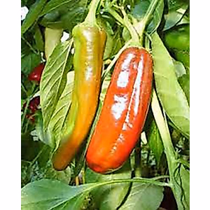 Pepper, Anaheim, Heirloom, 100 Seeds, Mildly Spicy Great Fresh OR Dried