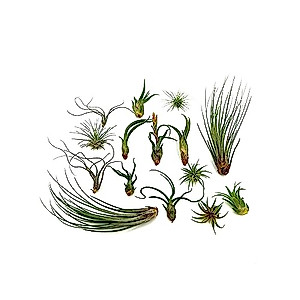 ragnaroc Live Air Plants - Tillandsia Variety, Regular 1-3" - 15ct - Live Arrival Guaranteed, House Plants for Home Decor & Gift
