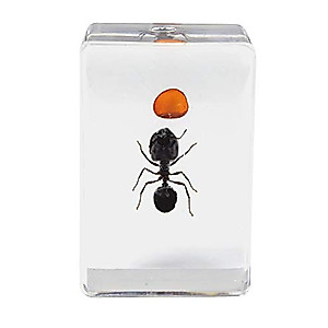 Celestron – Real 3D Bugs in Clear Resin – 4pc Set Includes Wasp, Ant, Chafer, and Beetle Specimens – Perfect for Science Eduction and Classroom – Use with Digital and Stereo Microscopes