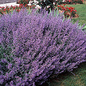 Outsidepride Blue Nepeta Catmint Herb Gardening Plant Seed - 1000 Seeds