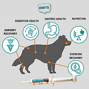 Vitalize Dog Gel - After Surgery Recovery & Probiotics Alternative Immune Support Booster Supplement for Dogs Digestive & Gut Health - Liquid Gel Paste (15 ml)
