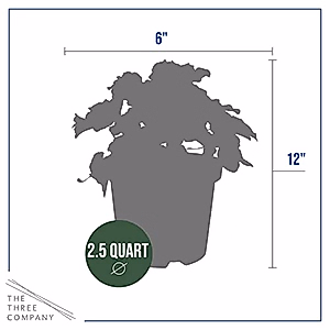 Live Heuchera (Coral Bells) - Shades of Purple - Beautiful Shade Perennial - Healthy Spring Plant - 12" Tall by 6" Wide in 2.5 Qt Pot