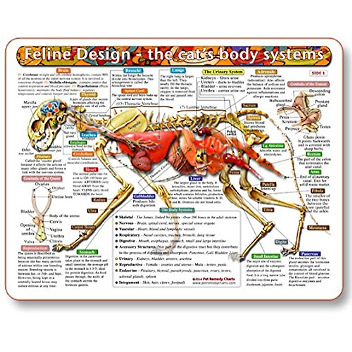 Feline Design-The Cat's Body Systems - A Double-Sided, Laminated Cat Anatomy Chart: A Learning and Teaching Chart