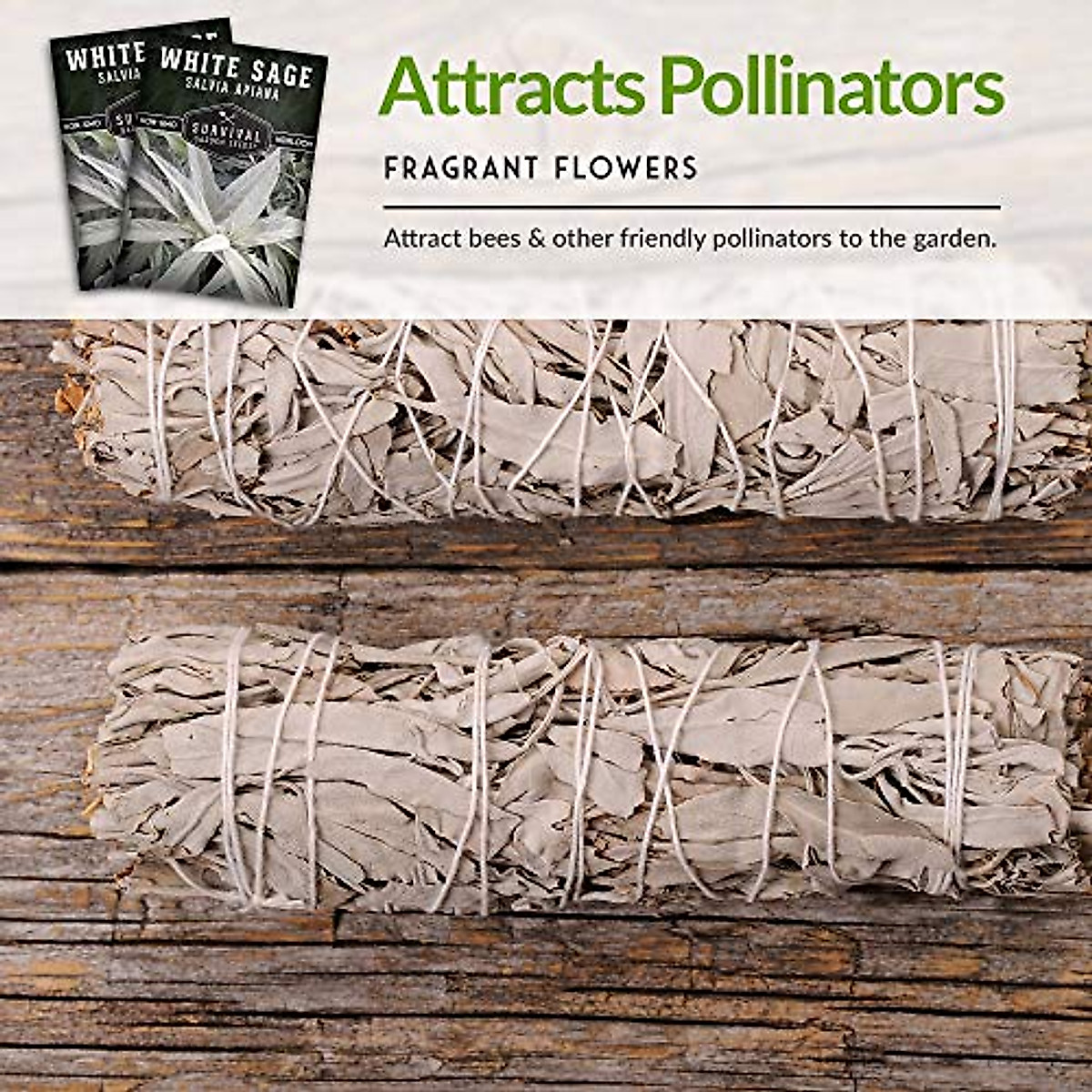 Survival Garden Seeds - White Sage Seed for Planting - Grow Sustainable Smudging Incense - Pack with Instructions to Plant & Grow in Your Home Garden - Non-GMO Heirloom Variety - 3 Packet