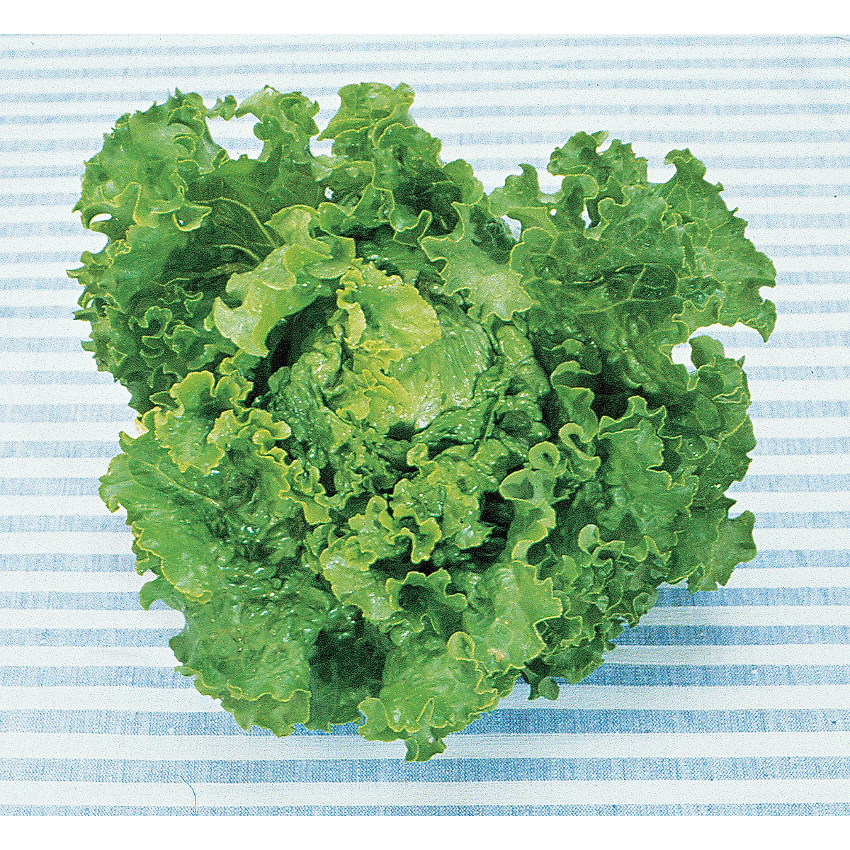 Burpee Green Ice Lettuce Seeds 1000 seeds
