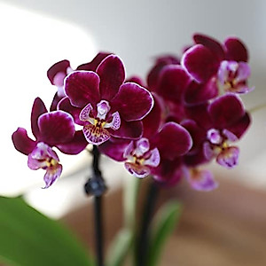 Just Add Ice JA5152 Purple Orchid in White Ceramic with Burlap Bow - Live Indoor Plant, Long-Lasting Flowers, Gift for Mother's Day, Spring, Shabby Chic, Rustic Farmhouse - 2.5" Diameter, 9" Tall