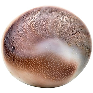 Scicalife 100g Sun Shell Fossil Stone Paleontology Fossil Stones Specimen Ornaments for Basic Paleontology Biological Science Education