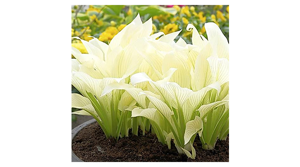 Heirloom Hosta Flower Seeds: High Germination for Garden & Patio