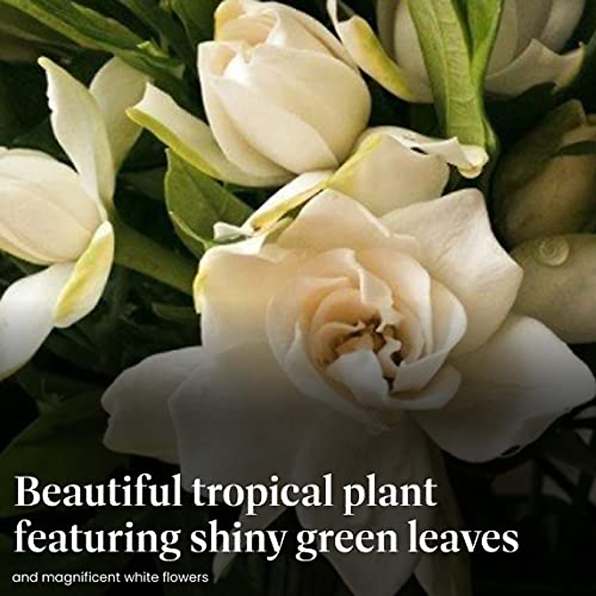 American Plant Exchange Gardenia Vetchii Mini Braided Tree, 6-Inch Pot, Indoor Flowering Plant, Fragrant White Blooms, Moderate Care Live Houseplant, Perfect for Porches, Patios, & Gardens