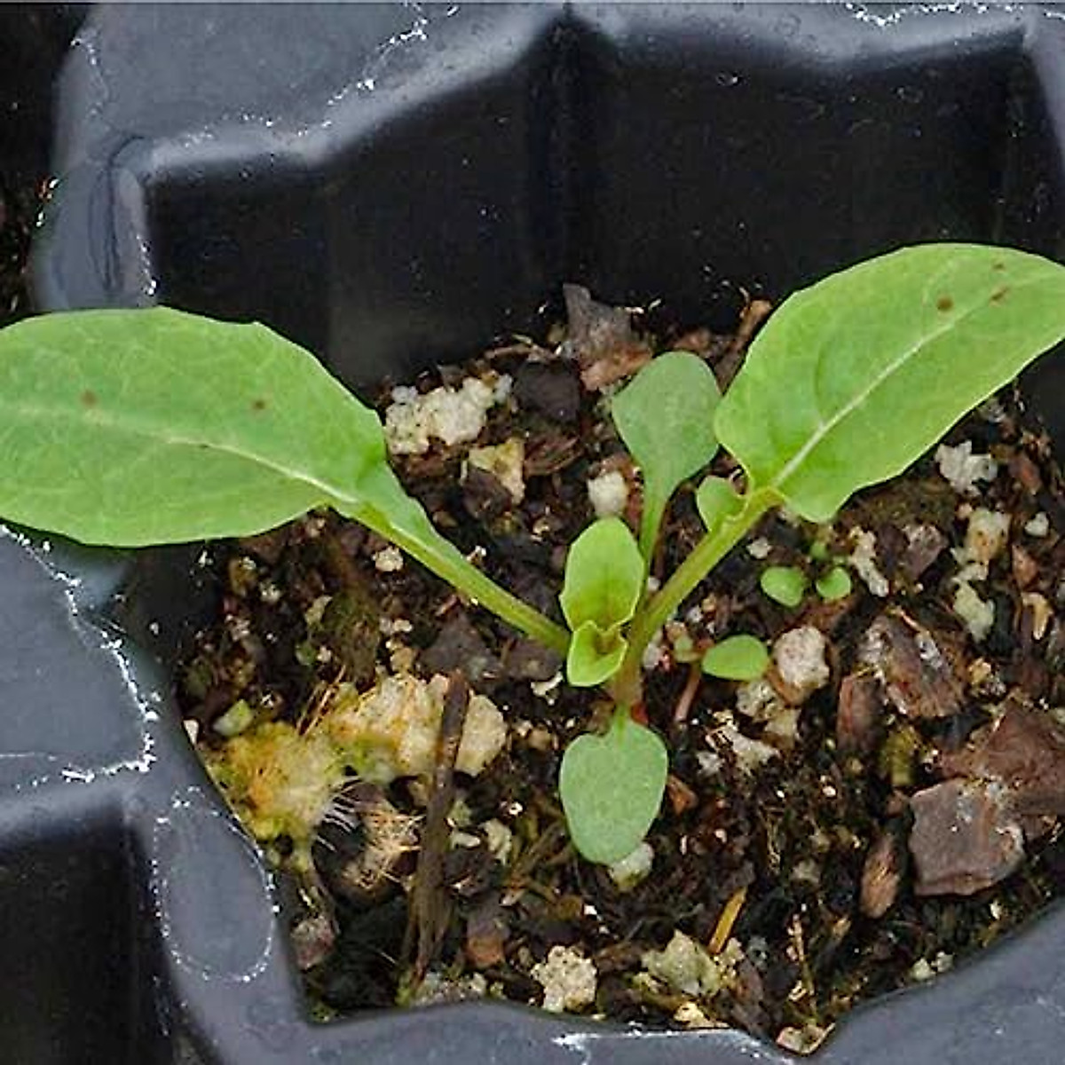 Seed Needs, Showy Evening Primrose Seeds - 6,000 Seeds for Planting Oenothera speciosa - Pink Blooms, Attracts Butterflies/Pollinators (2 Packs)