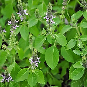 CHUXAY GARDEN 100 Seeds Ocimum Sanctum,Holy Basil Seed,Monk's Basil, Purple-Stalked Basil, Sacred Basil,Tulsi Green Herb Plant Seasoning Culinary Herbs Easy Grow