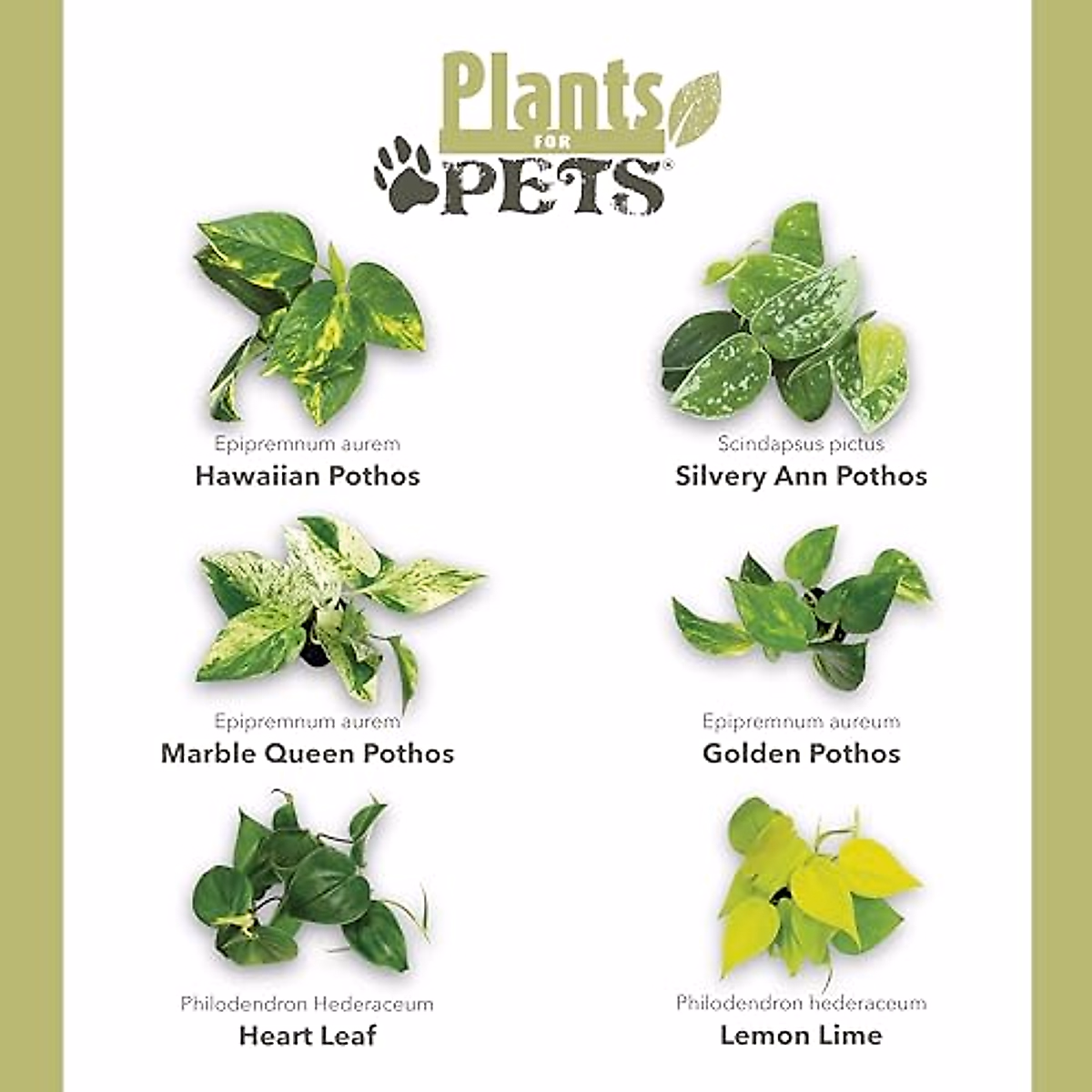 Plentiful Pothos & Philodendron (6-Pack), Pothos Live Plant Decor, Office Plants, Real Plants, Easy Indoor Plant, House Plants Indoors Live Plants Indoor Plants Live Houseplants by Plants for Pets