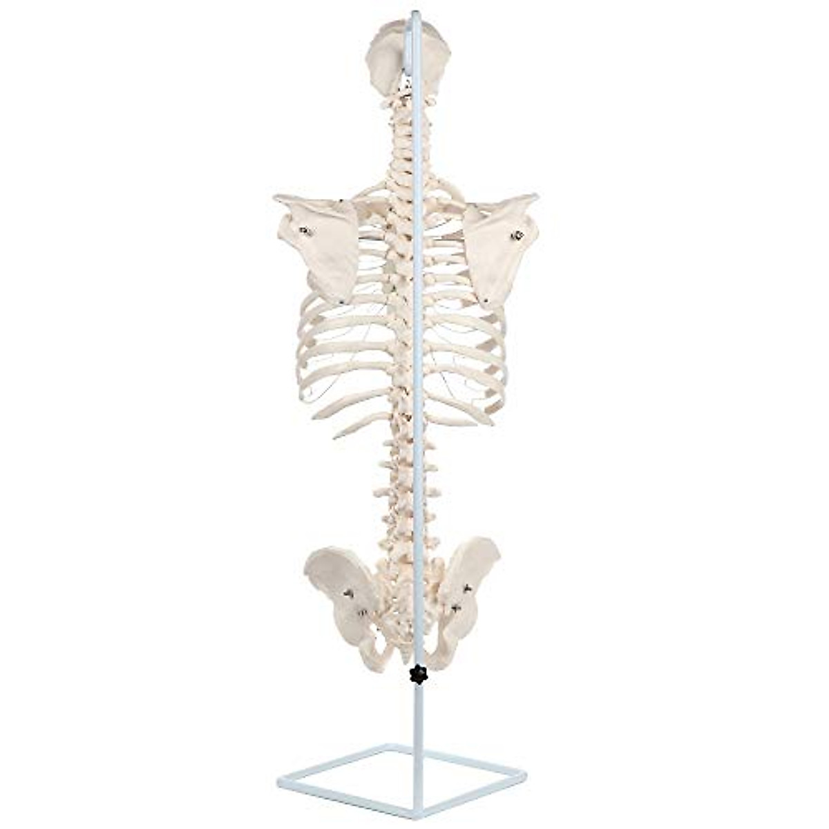 Axis Scientific Human Rib Cage Anatomy Model: Life Size Vertebral Column with Complete Vertebrae, Cast from Real Human Bones, Includes Detailed Study Guide, Base Stand