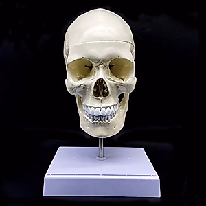 Human Skull with Brain and Cervical Vertebra Anatomical Model Life-Size Anatomy for Science Classroom Study Display Teaching Model