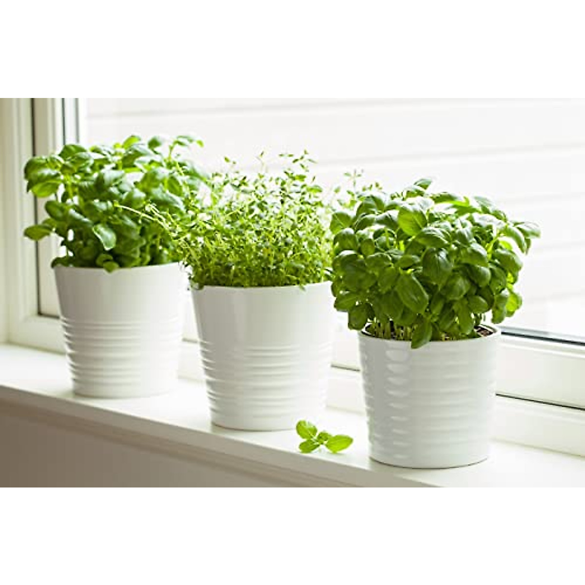 Thyme Seeds for Planting 1000+ Seeds Approx 1 Gram - Heirloom Non-GMO Herb Seeds for Planting Indoors or Outdoors - AKA Common Thyme, Garden Thyme, Thymus Vulgaris by RDR Seeds