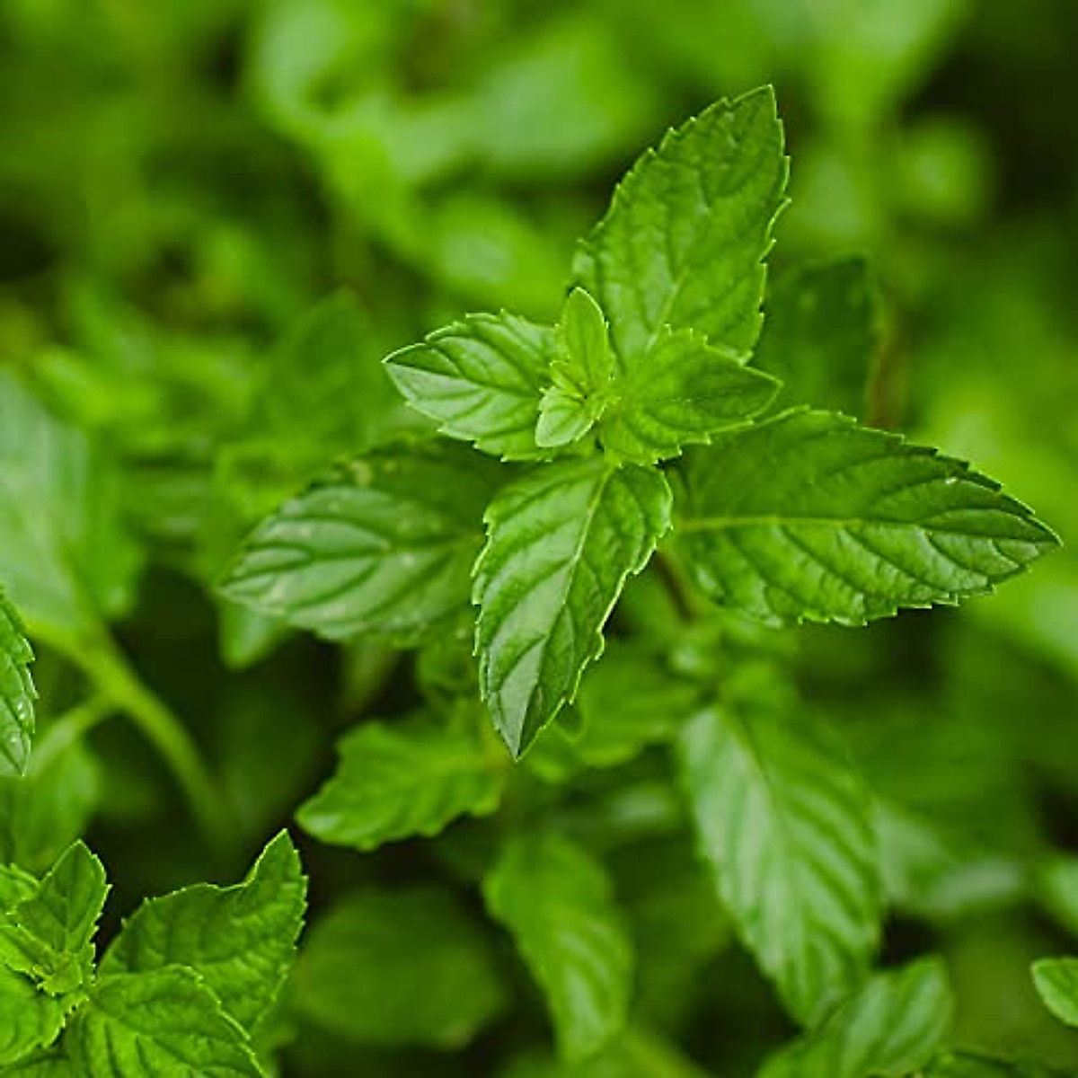 Bonnie Plants Peppermint Live Edible Aromatic Herb Plant - 4 Pack, Pet Friendly, Low Light, Part Shade
