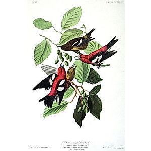 White-winged Crossbill. From"The Birds of America" (Amsterdam Edition)