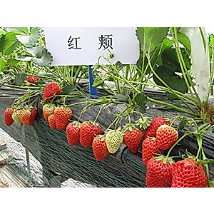 200+ White Strawberry and Red Strawberry Seeds Bonsai Berry Fruit Plants Garden Non-GMO