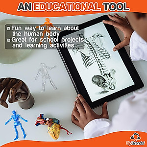 UpBrands 48 Stretchy Toys, Party Favors for Kids Halloween Skeletons, 12 Colors Bulk Set, Kit for Easter Egg Basket Stuffers, Goodie Bags, Pinata Filler, Small Toys Classroom Prizes