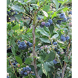 Premier Rabbiteye Blueberry - 1 Gallon Trade Pot, 2'ft Tall - Established Roots Potted Plant - No Ship California, Vaccinium Ashei 'Premier' - 'Premier', Fast Growing Tree, Easy Care Fruit Tree
