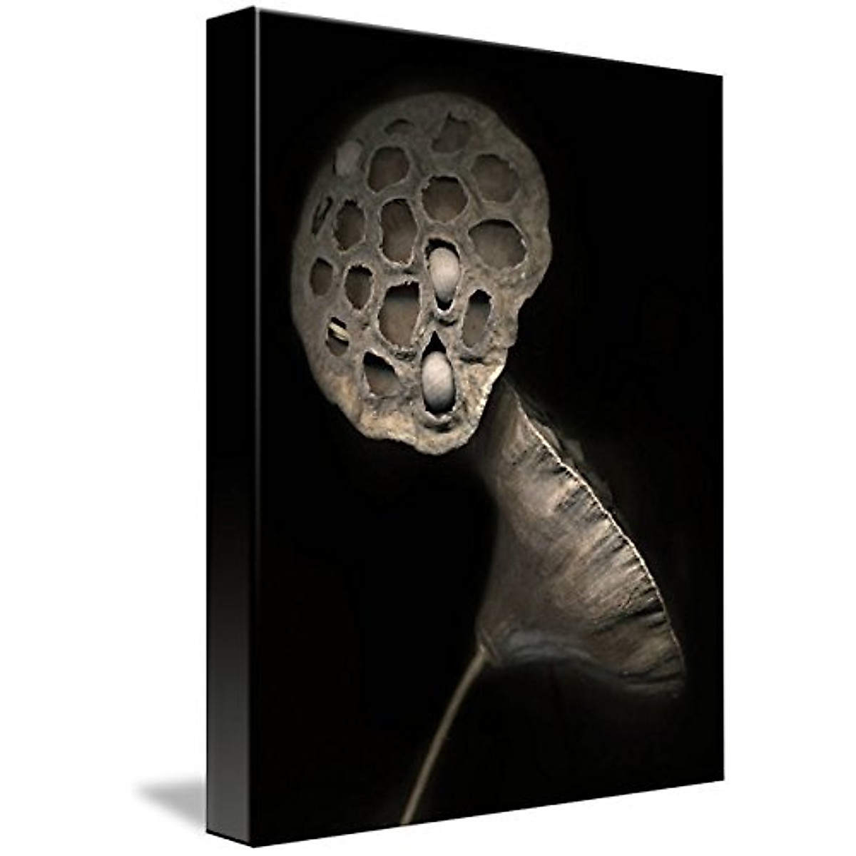 Imagekind Wall Art Print Entitled Lotus Pods II by Dawn Leblanc | 16 x 21