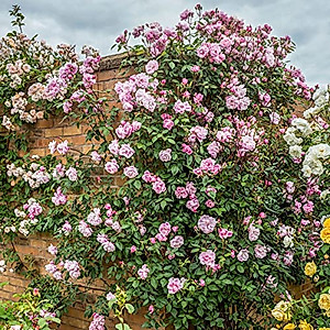 20 Pink Climbing Rose Seeds for Planting Roses Flowers Seed Spring