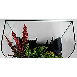 PENN-PLAX AquaTerrium Planting Tank – Hydroponic Aquarium with Integrated Filter System for Live Plants and Fish – 1.85 Gallons
