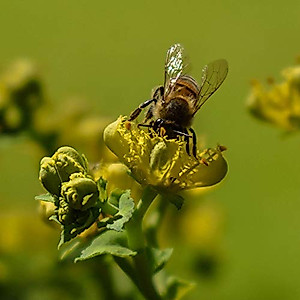 Outsidepride Ruta Graveolens Rue Herb & Flower Garden Plants - 1000 Seeds