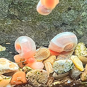 10 Live Ramshorn Snails by Dylfinds for Freshwater Aquarium/Pond Colony Start Clean-up Crew Planorbella Duryi (Bubblegum Pink)