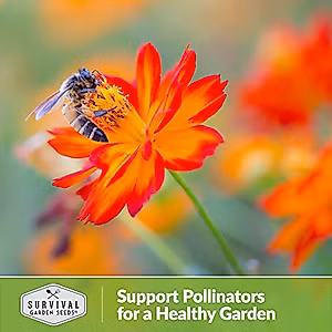 Survival Garden Seeds - Bright Lights Cosmos Seed for Planting - Packet with Instructions to Plant and Grow Cosmos Sulphureus in Your Home Flower or Vegetable Garden - Non-GMO Heirloom Variety