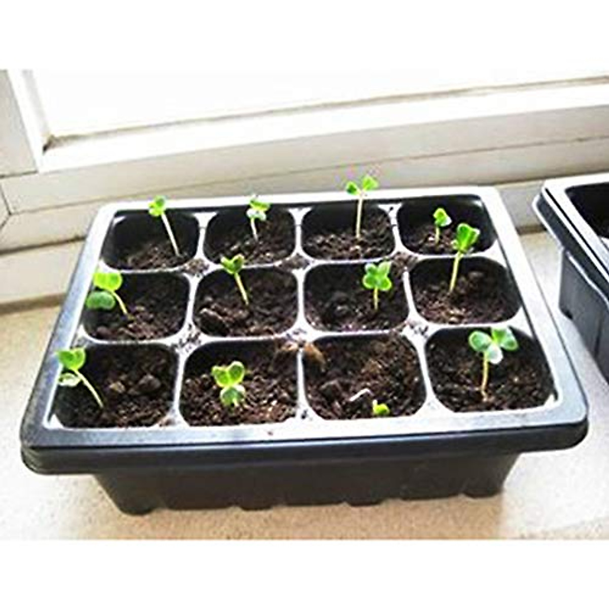 12 Holes Plastic Nursery Pot Grow Container Sprout Plate with Transparent Lids for Gardening Flower Cultivation Planting Containers 5Pcs (Black)